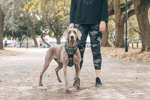 Big & Little Dogs -THE ALL-ROUNDER DOG HARNESS: Camouflaged – Badger and Me